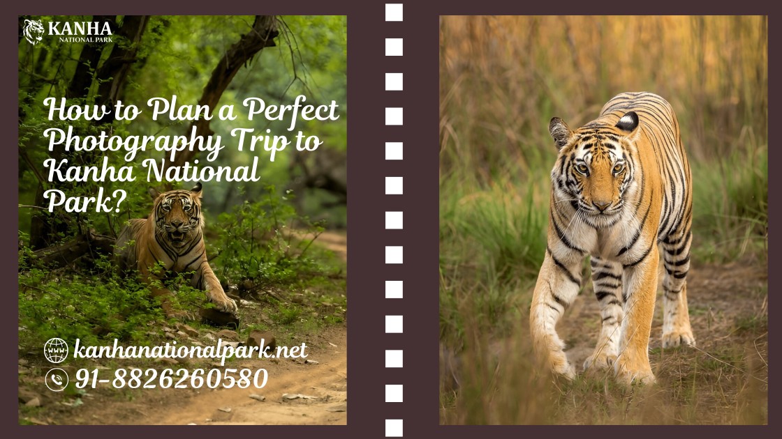 Step by Step Booking Guide for Kanha National Park Safari