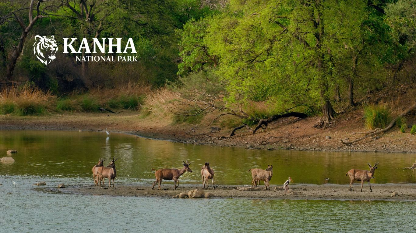 Enjoy the Jungle Tour in Kanha National Park