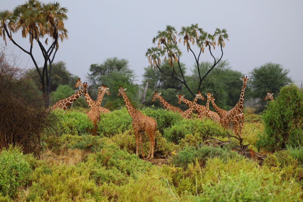 Enjoy the Jungle Tour in Kanha National Park